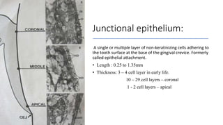 Gingiva in health and disease | PPTX