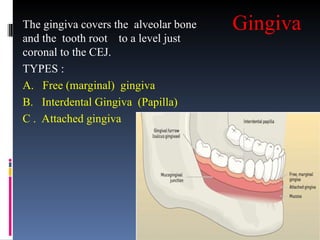 GINGIVAL AND PERIODONTAL DISEASES IN CHILDREN - Dr K. Harish.ppt