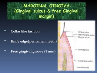 GINGIVAL AND PERIODONTAL DISEASES IN CHILDREN - Dr K. Harish.ppt