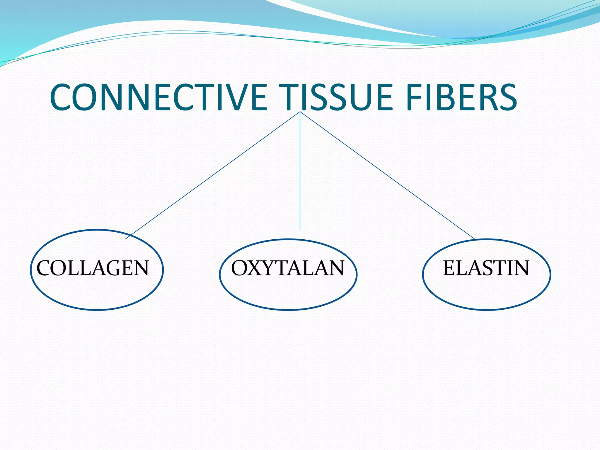 Gingival connective tissue.pptx