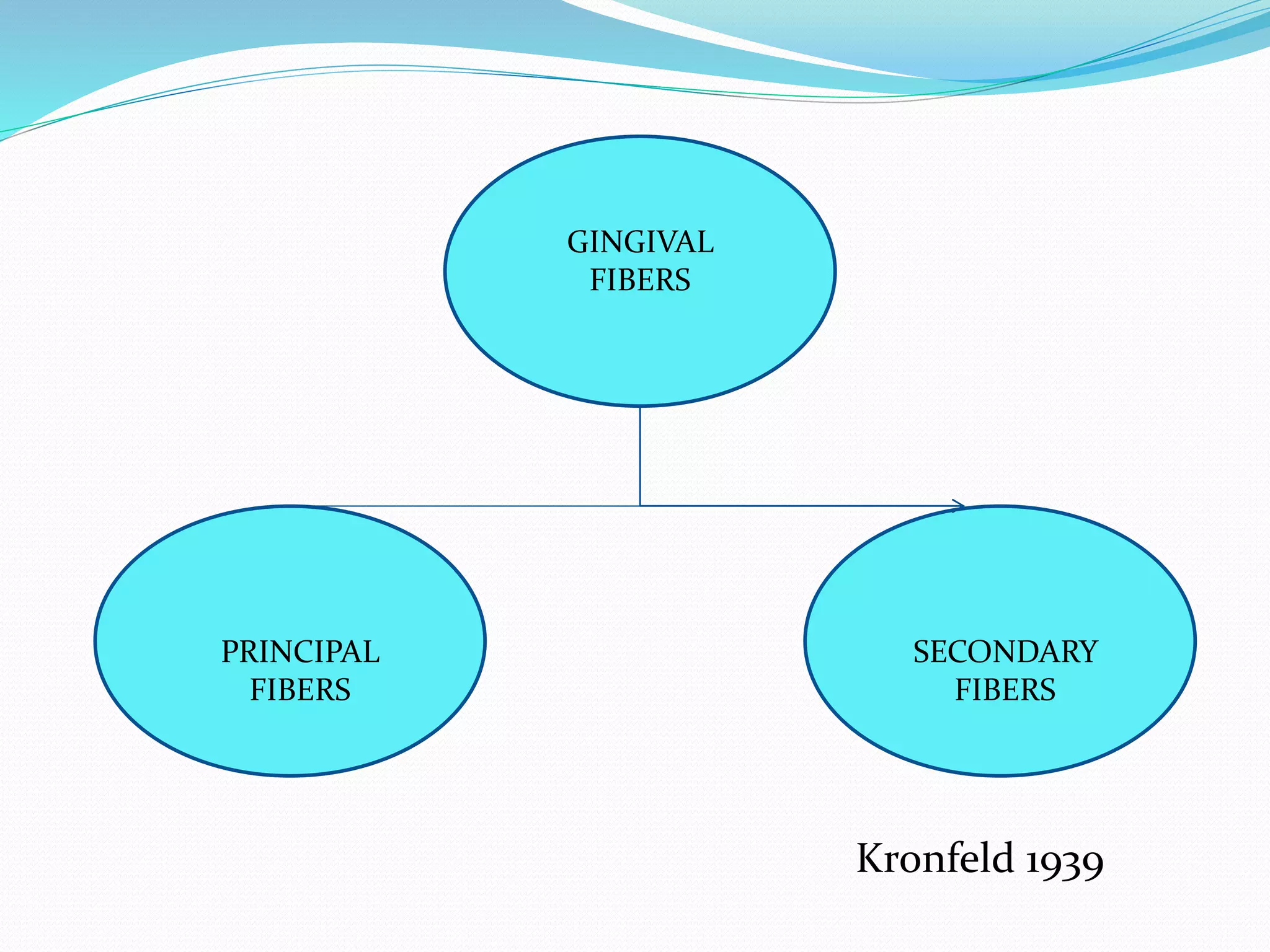 Gingival connective tissue.pptx