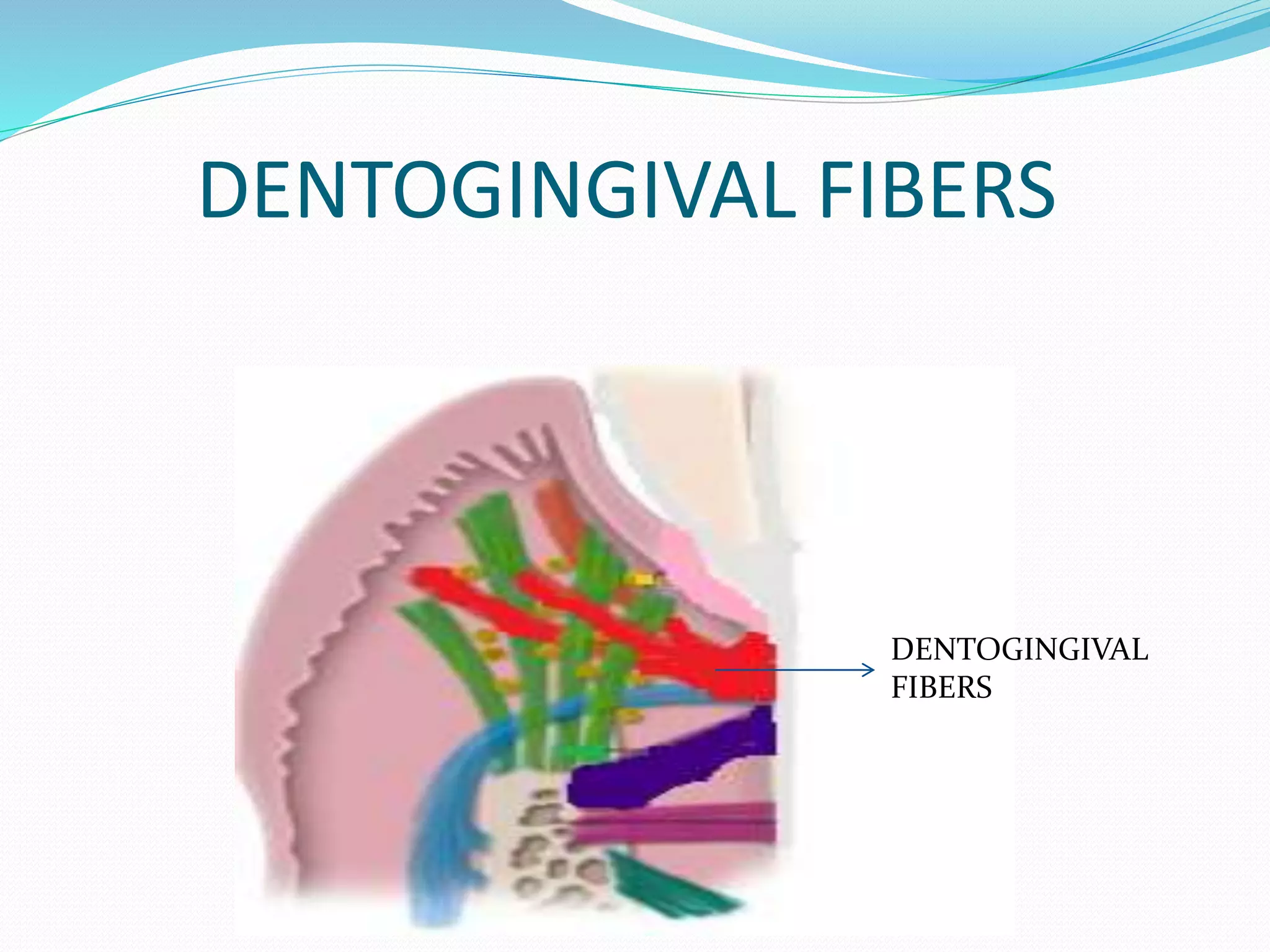 Gingival connective tissue.pptx
