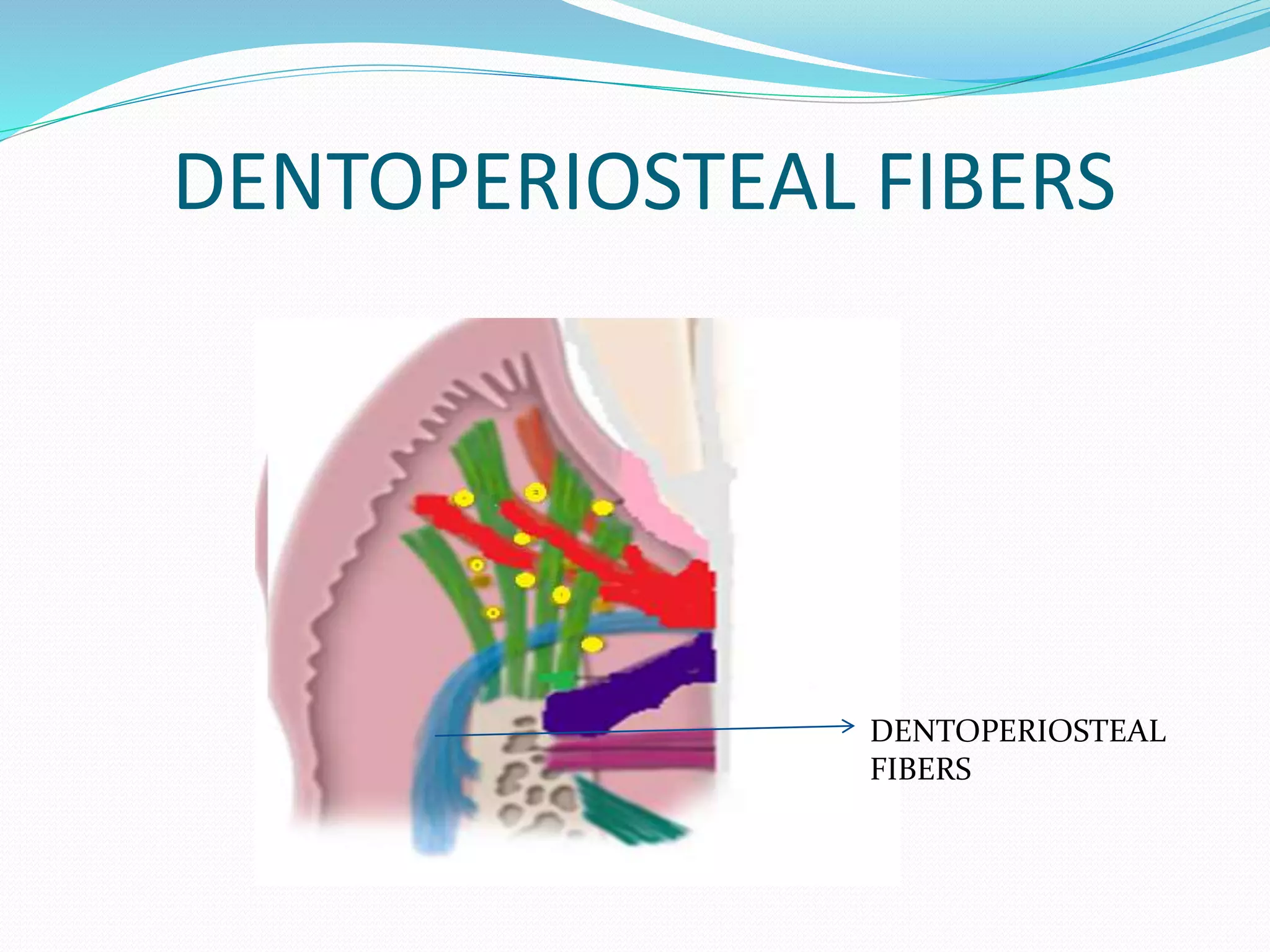 Gingival connective tissue.pptx