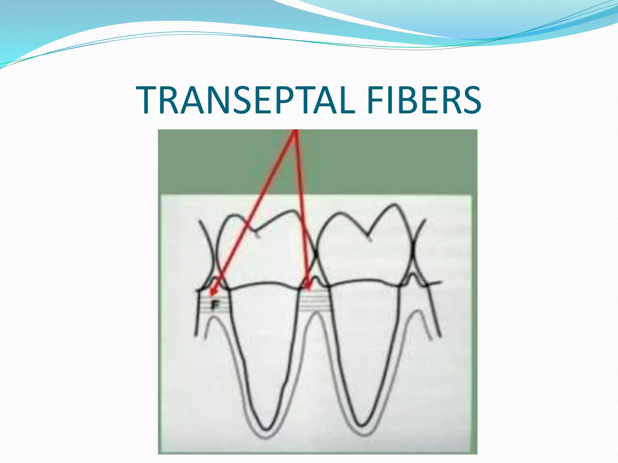 Gingival connective tissue.pptx