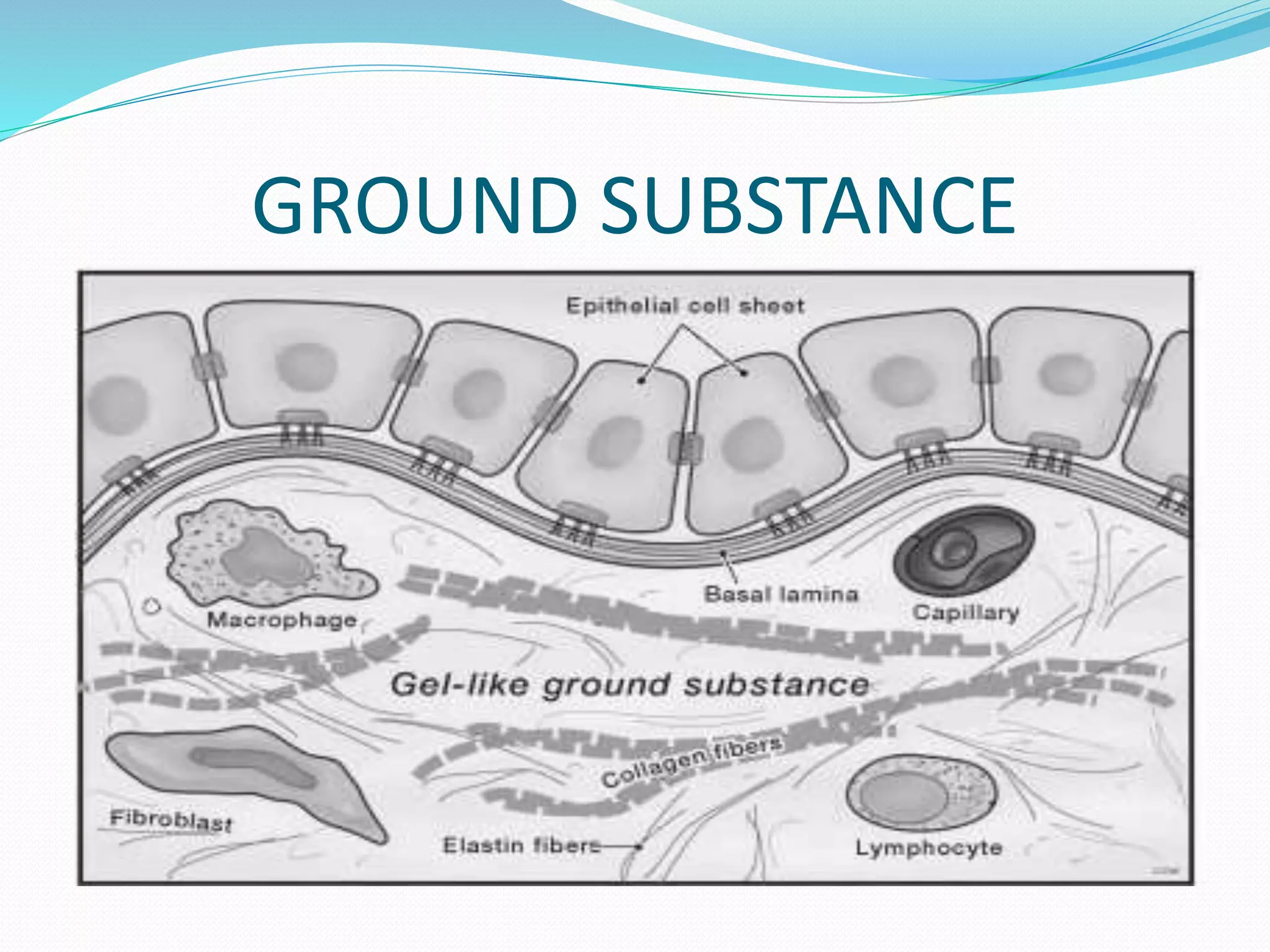 Gingival connective tissue.pptx