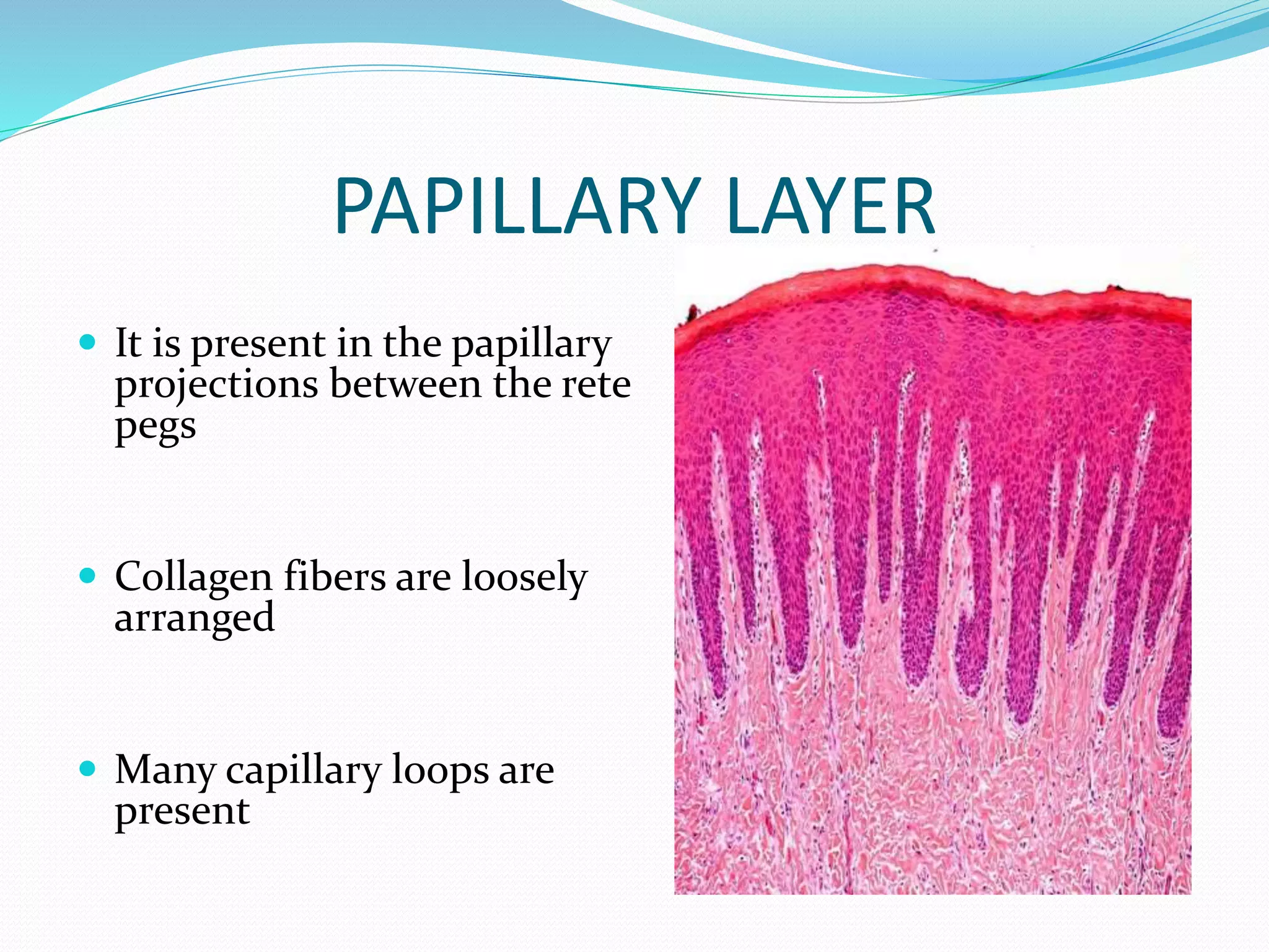 Gingival connective tissue.pptx