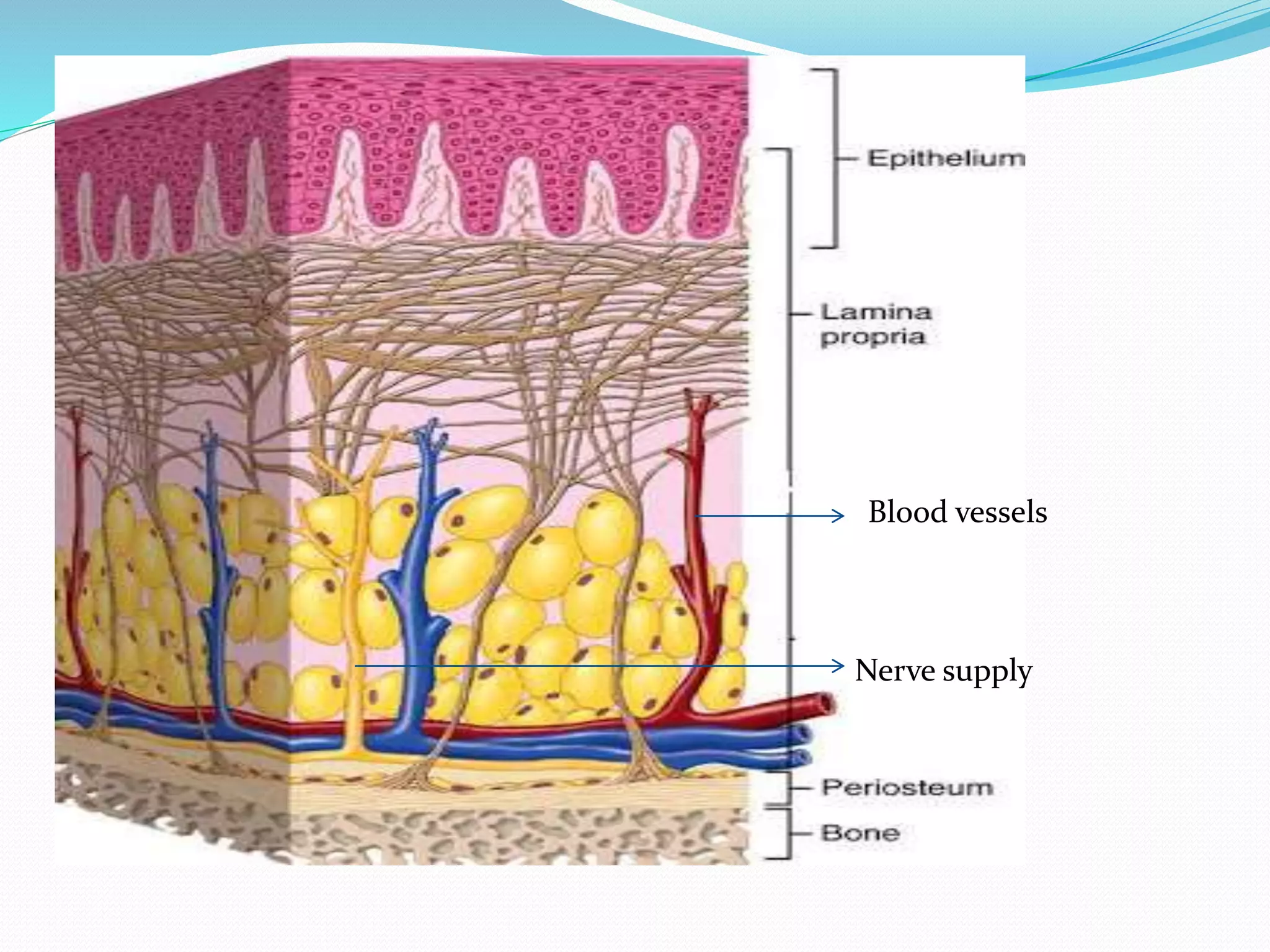 Gingival connective tissue.pptx