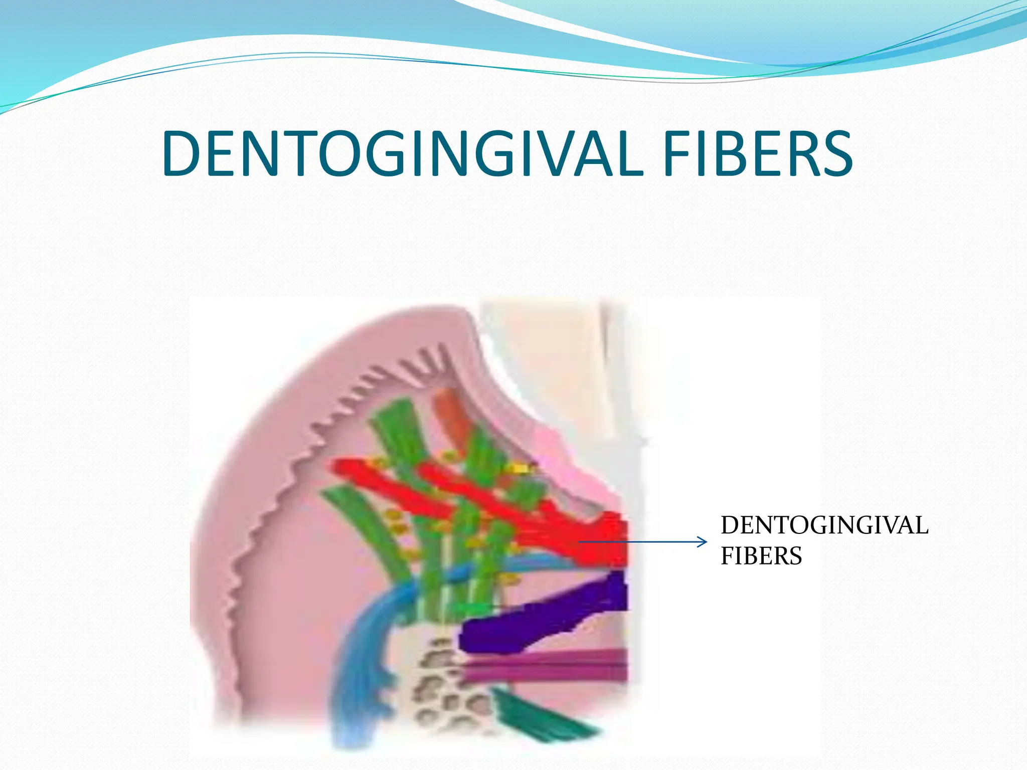 Gingival connective tissue.pptx