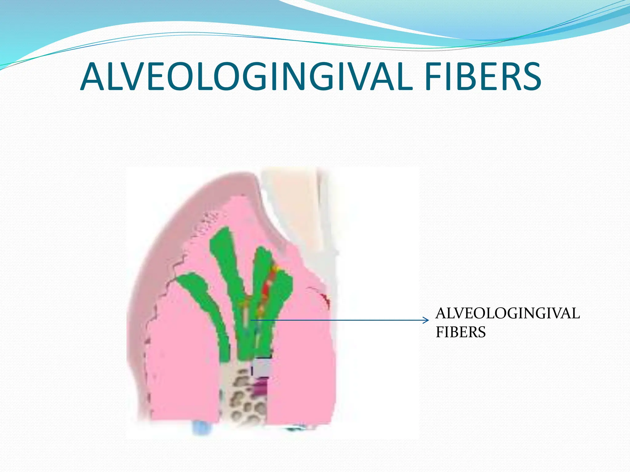 Gingival connective tissue.pptx