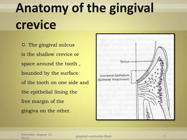 Gingival crevicular fluid | PPTX | Dental Health | Diseases and Conditions
