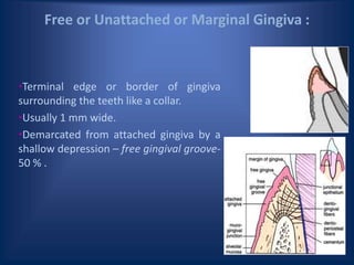 gingiva_lect.ppt