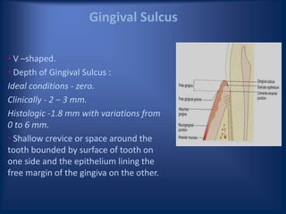gingiva_lect.ppt