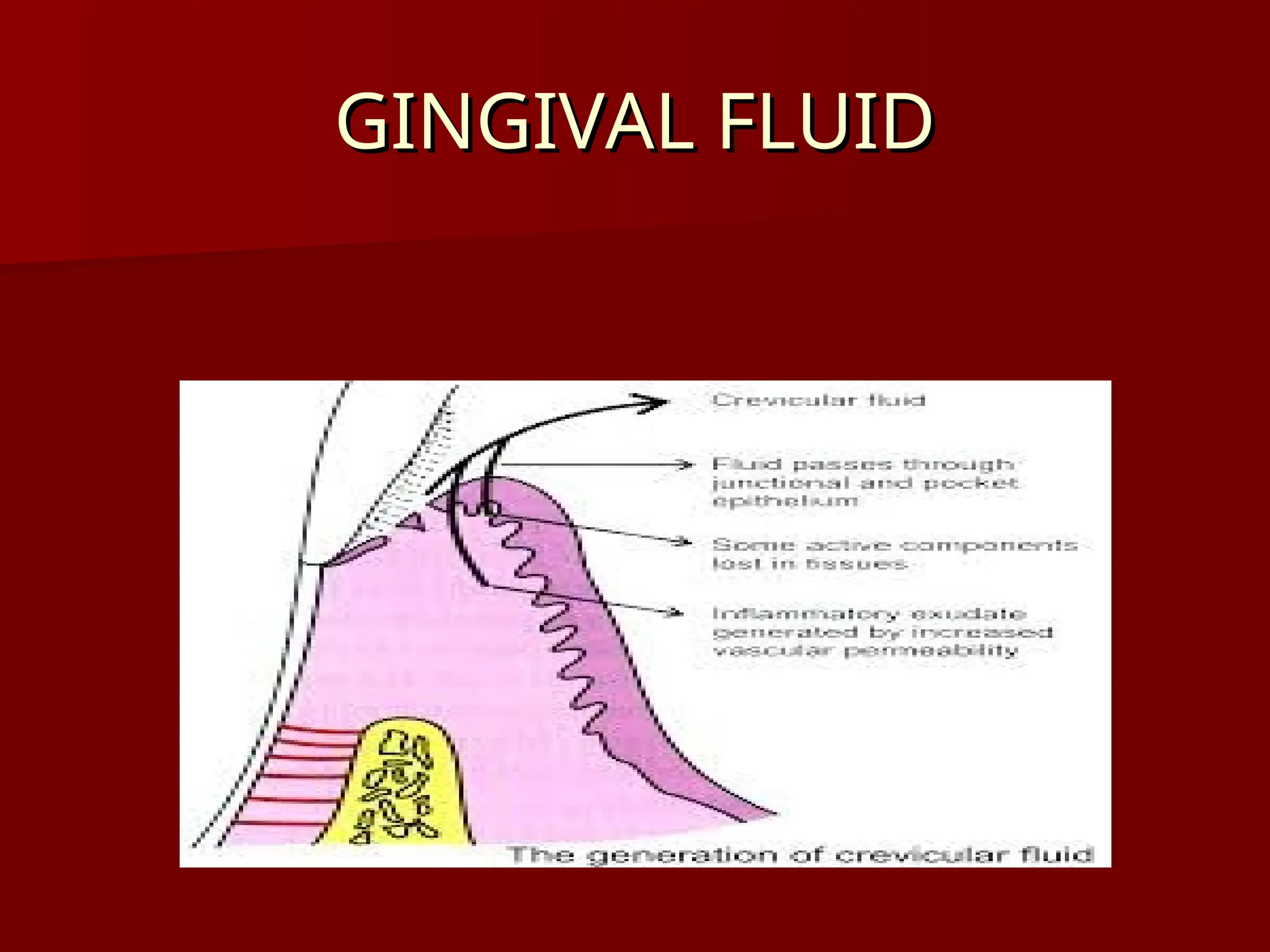 Gingivalctevicular/____gingivalfluid.ppt