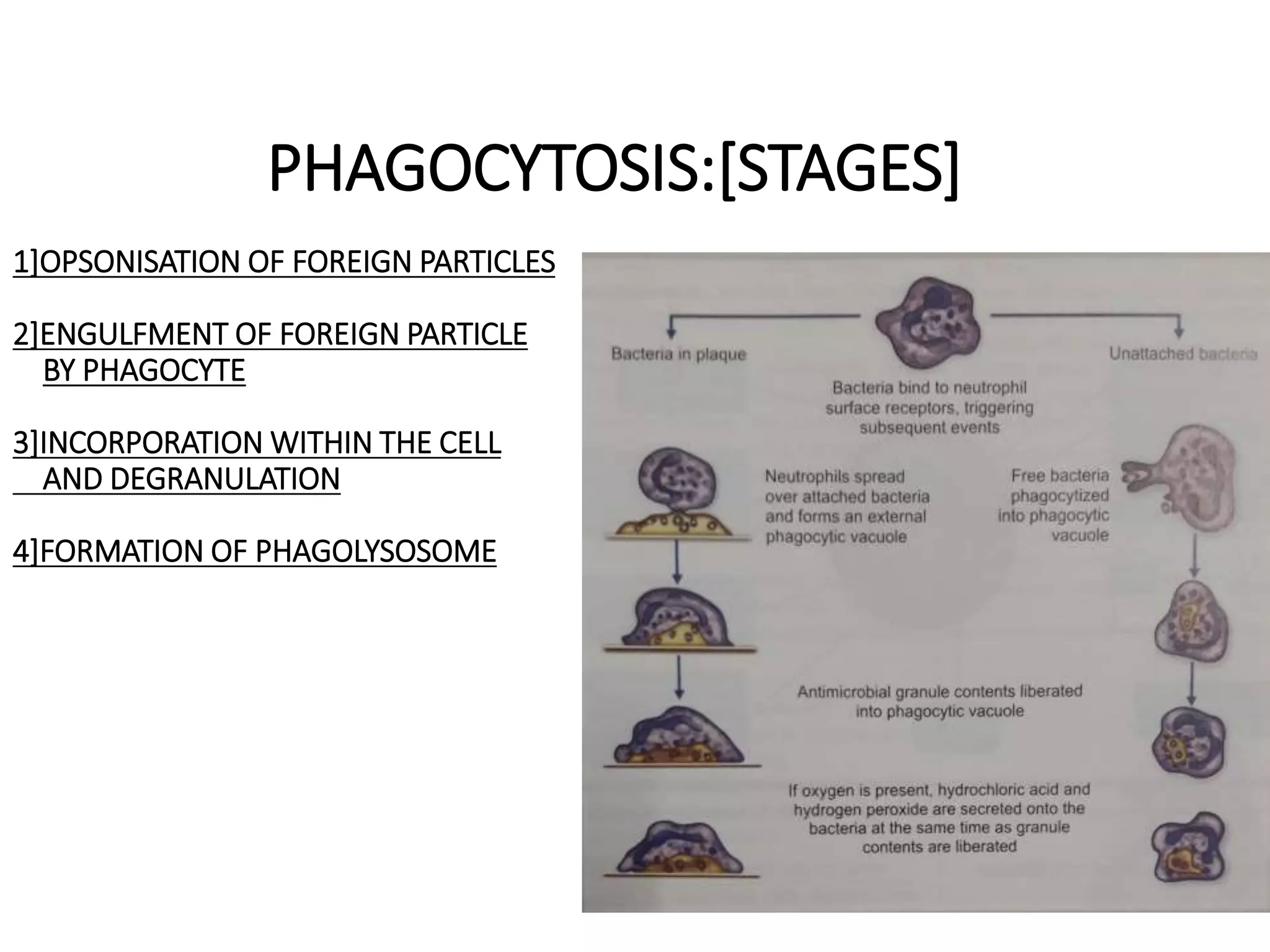 GINGIVAL INFLAMMATION | PPTX