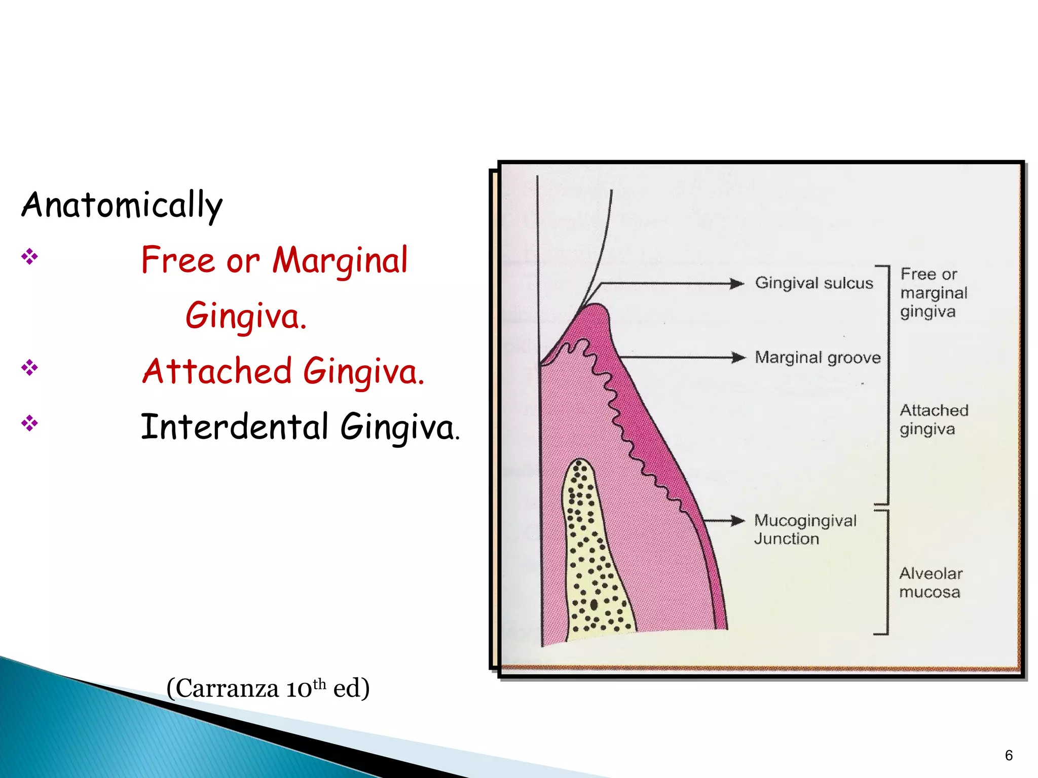 Gingival keratinization ppt | PPT