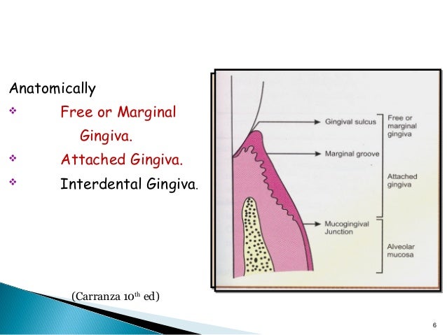Gingival keratinization ppt