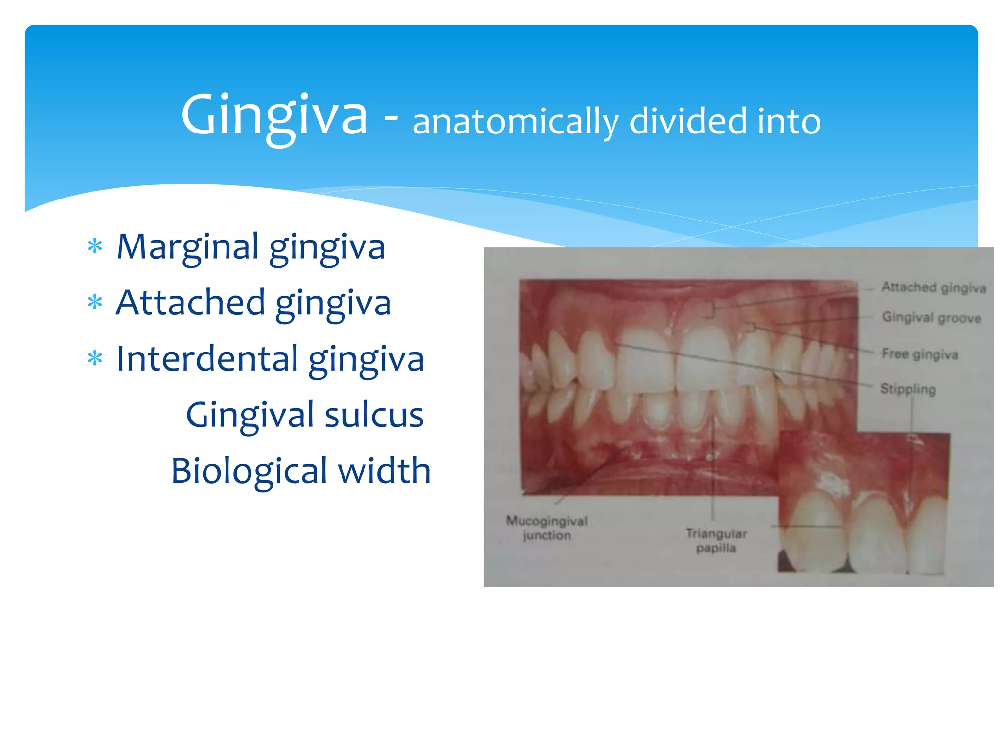 Gingival tissue management | PPTX