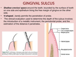 GINGIVAL SULCUS AND GINGIVAL CREVICULAR FLUID.pptx