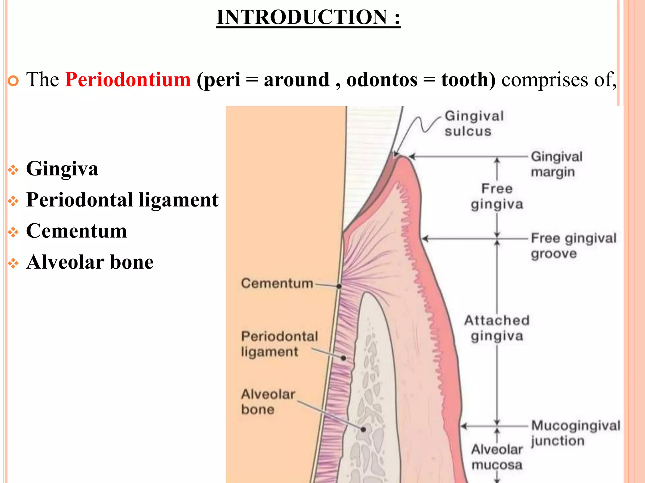 Gingiva (Macroscopic features) | PPTX