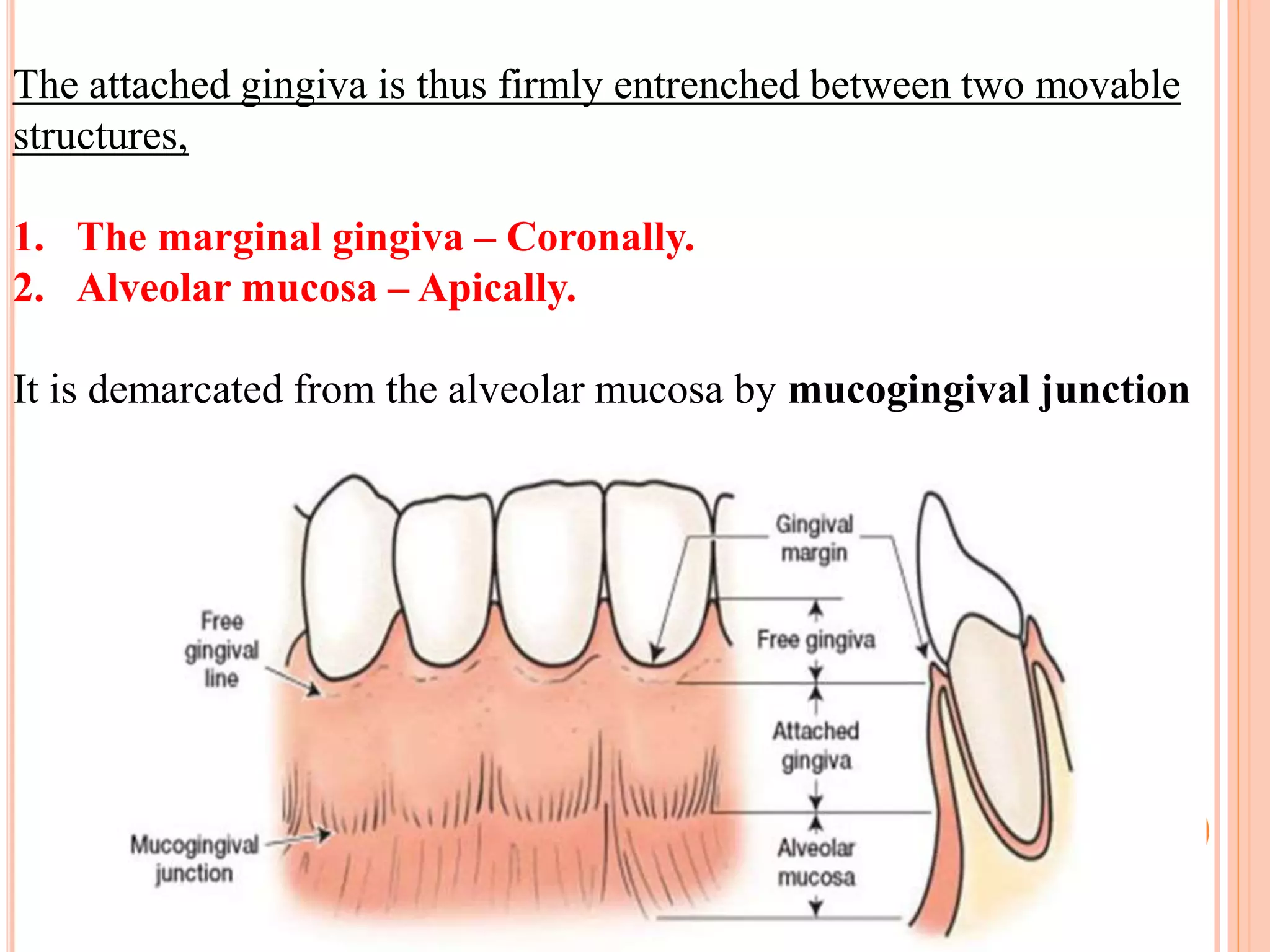 Gingiva (Macroscopic features) | PPTX