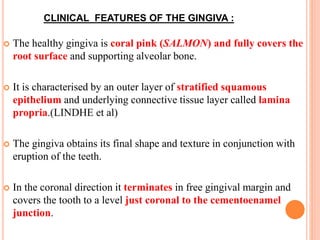 Gingiva (Macroscopic features) | PPTX