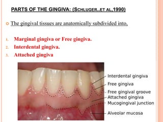 Free Gingival Groove