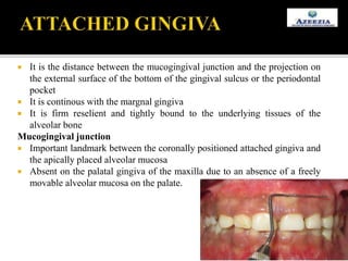 Gingiva | PPTX