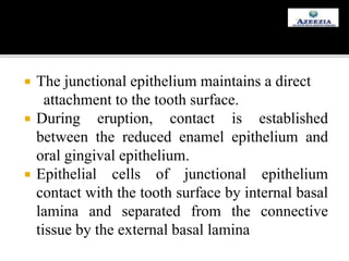 Gingiva | PPTX