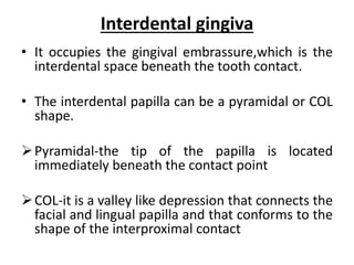 Gingiva ppt | PPTX