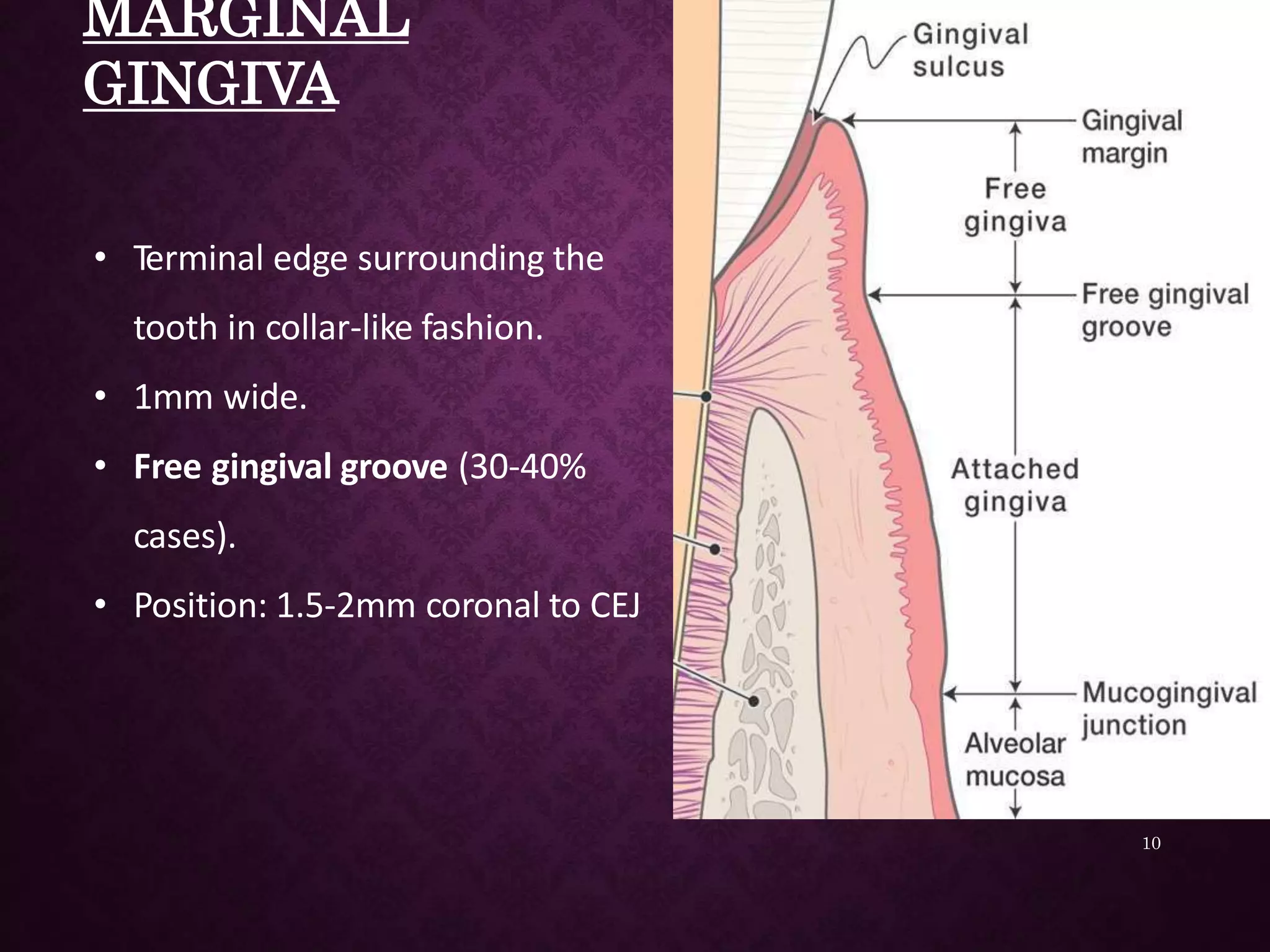 Gingiva seminar final | PPTX