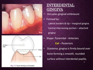 Gingiva seminar final | PPTX