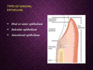 Gingiva seminar final | PPTX