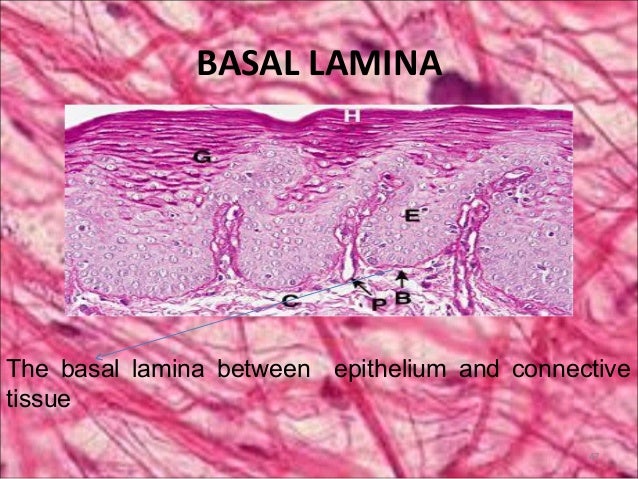 Gingiva seminar final first october 2015