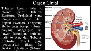 Ginjal | PPT