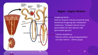 GINJAL (1).pptx