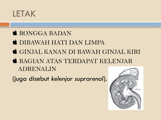 GINJAL ORGAN TUBUH MANUSIA SEBAGAI MEDIA | PPT