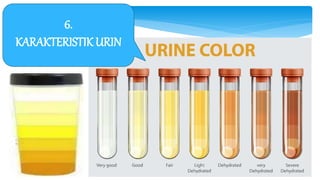 sistem ekskresi biologycal education ekskresi | PPTX