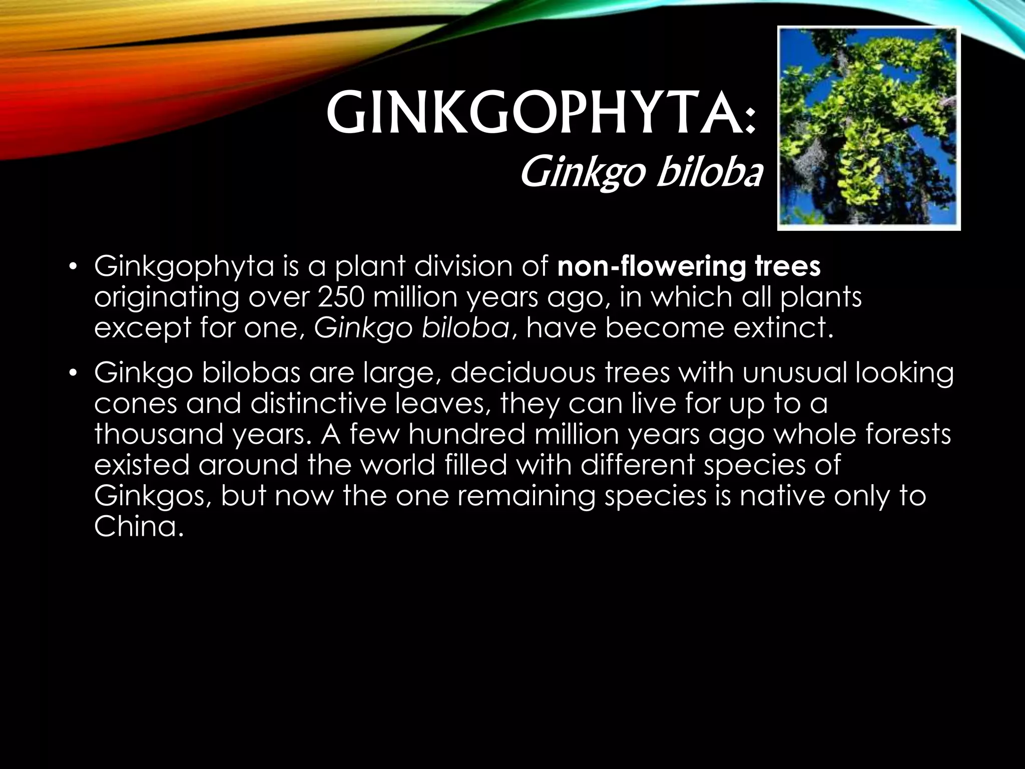 Gymnosperms- Ginkgophyta By Al-John Ahmad | PPTX
