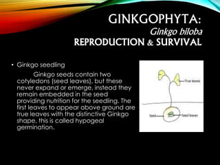 Phylum Ginkgophyta Examples