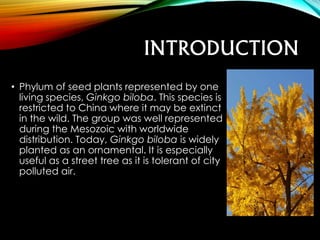 Phylum Ginkgophyta Examples