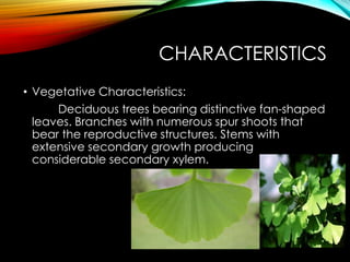 Gymnosperms- Ginkgophyta By Al-John Ahmad | PPTX