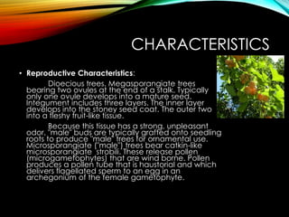 Phylum Ginkgophyta Examples