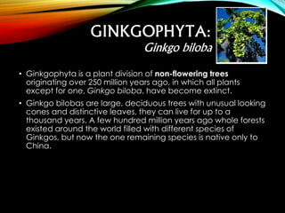 Phylum Ginkgophyta Examples