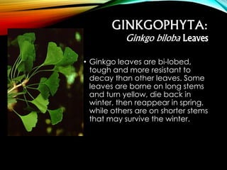 Gymnosperms- Ginkgophyta By Al-John Ahmad | PPTX