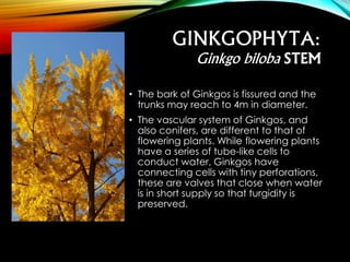 Phylum Ginkgophyta Examples