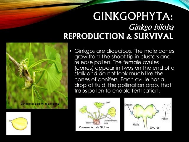 Gymnosperms- Ginkgophyta By Al-John Ahmad