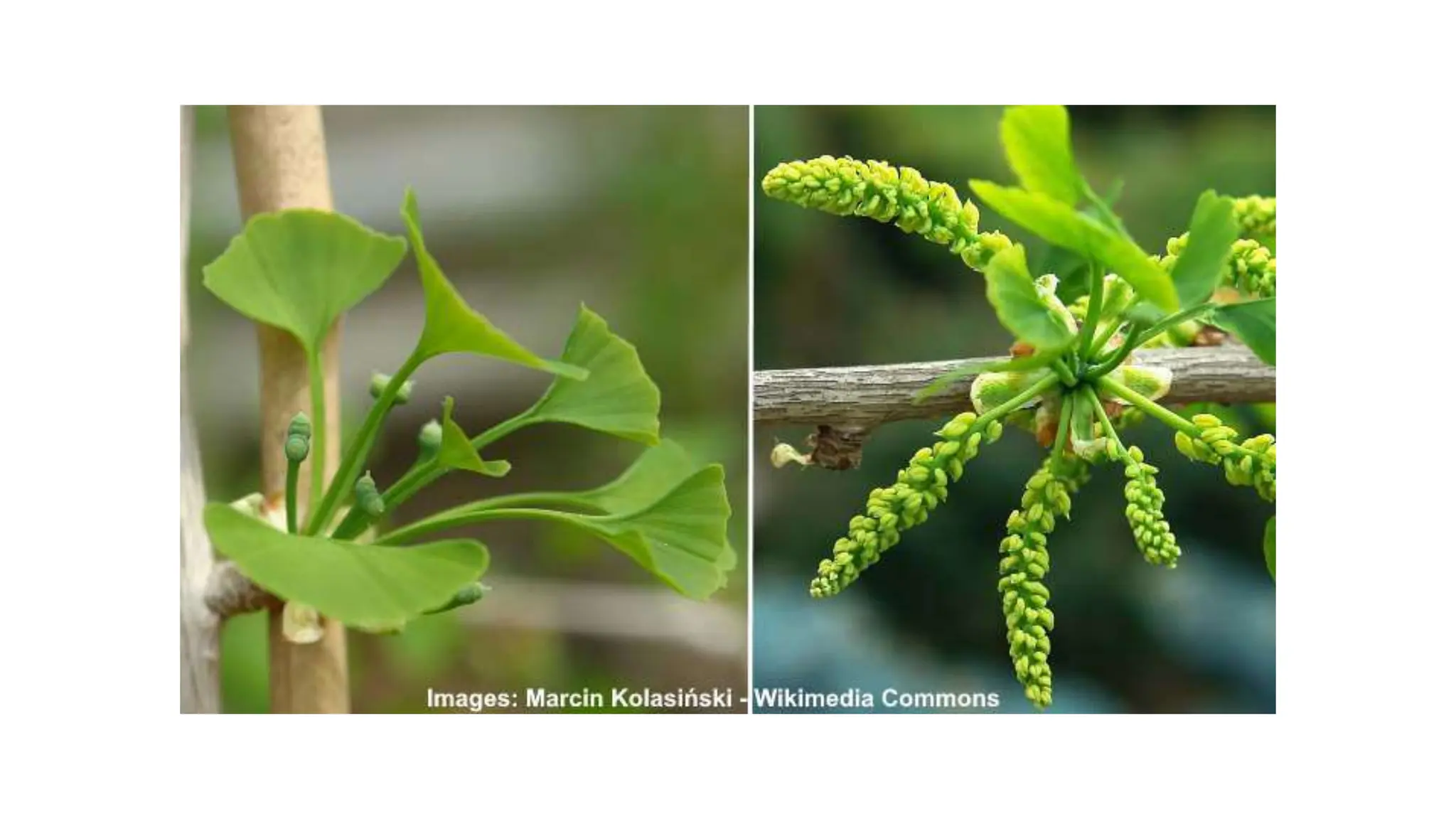 GINKGO...................................pptx