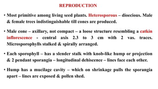 GINKGO...................................pptx