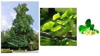 GINKGO...................................pptx