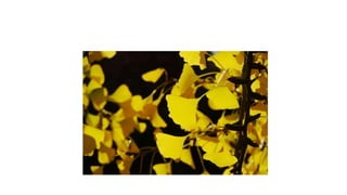 GINKGO...................................pptx